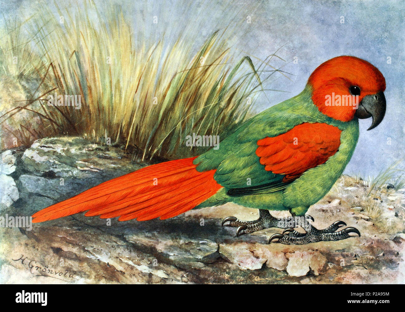 Rodrigues parrot hi-res stock photography and images - Alamy