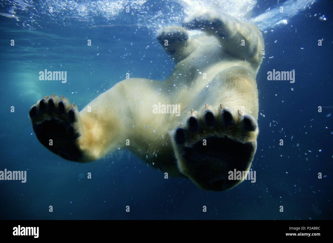 Original Film Title: EARTH. English Title: EARTH. Film Director ...