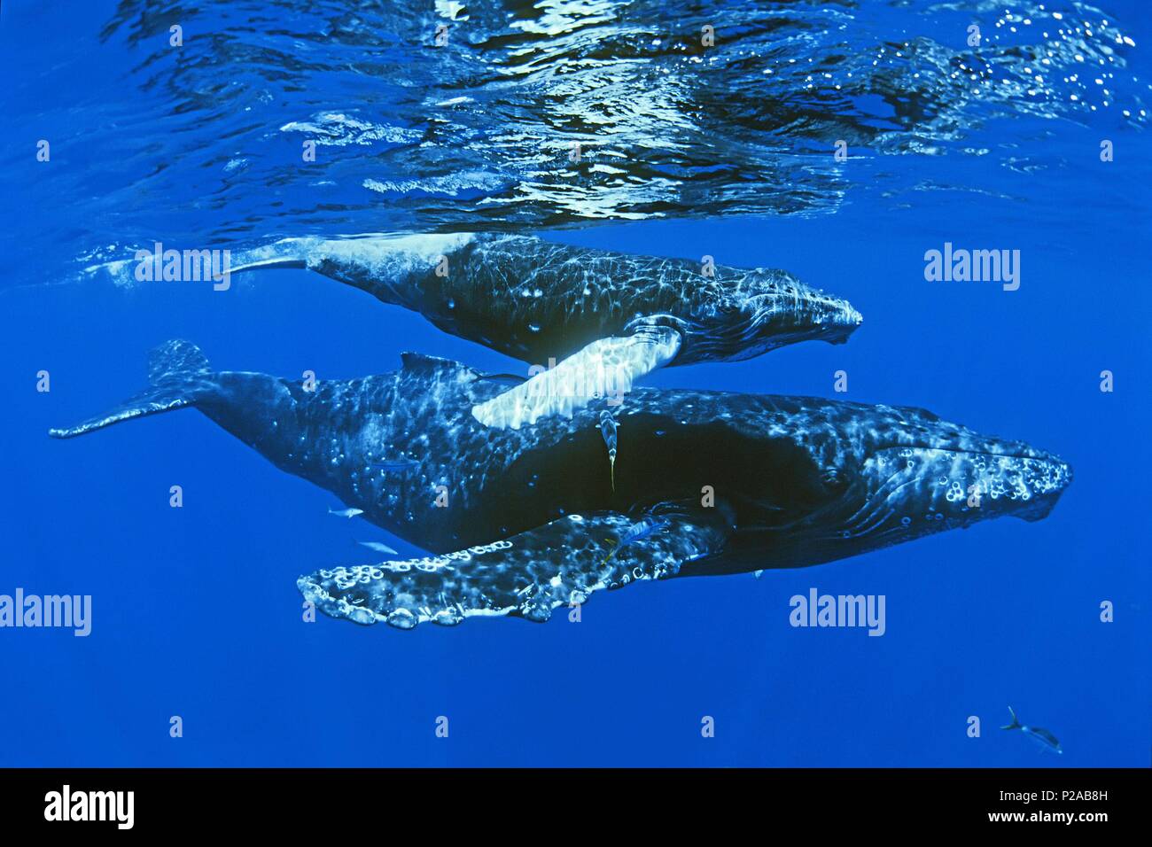 Original Film Title: EARTH. English Title: EARTH. Film Director ...