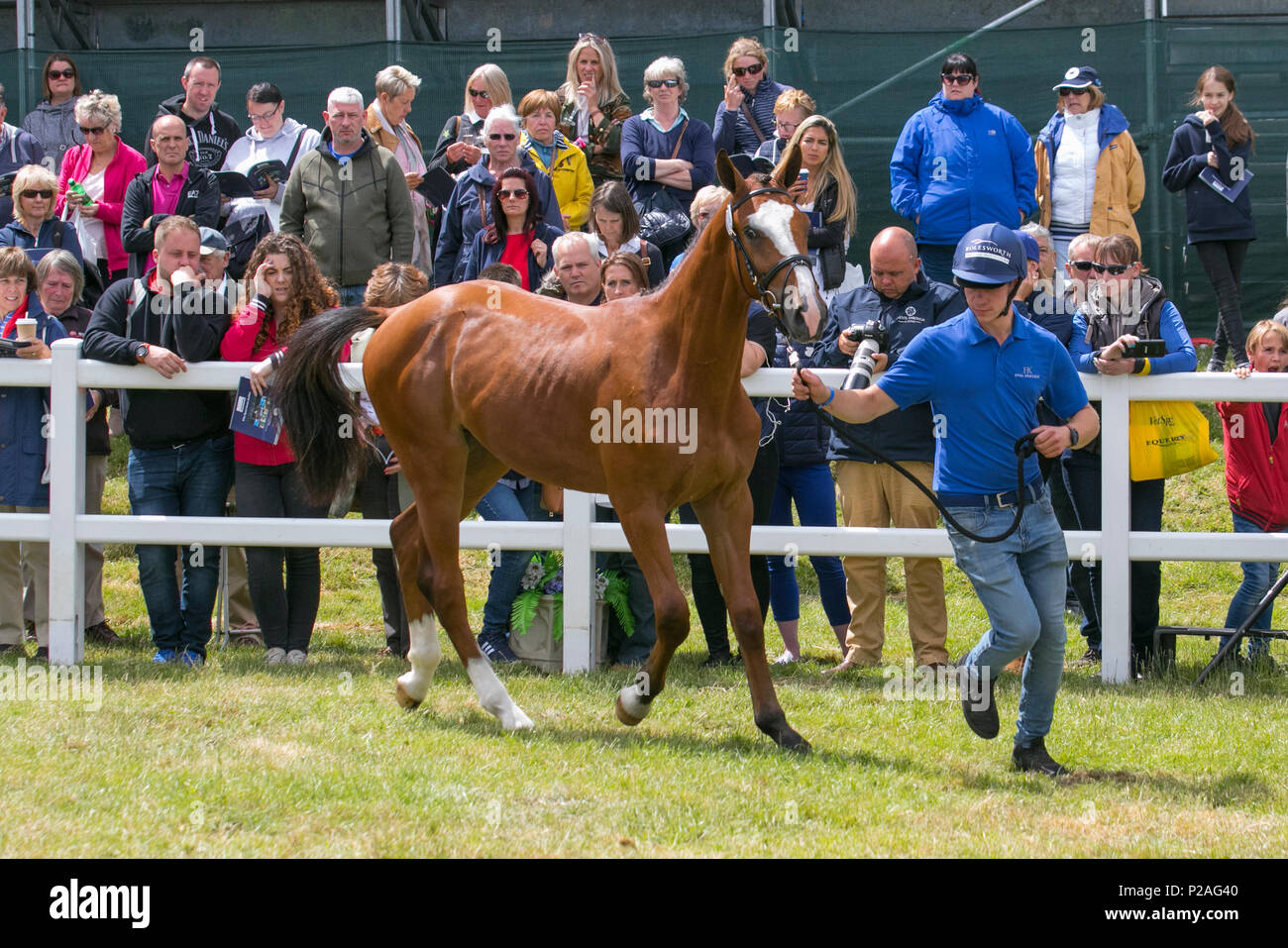 Auction crowd hi-res stock photography and images - Alamy
