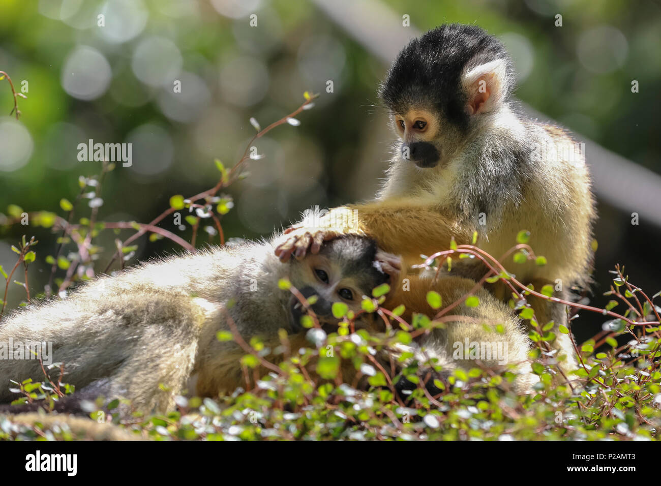 ZSL London Zoo, London, UK, 14th June 2018. Following a dull morning ...