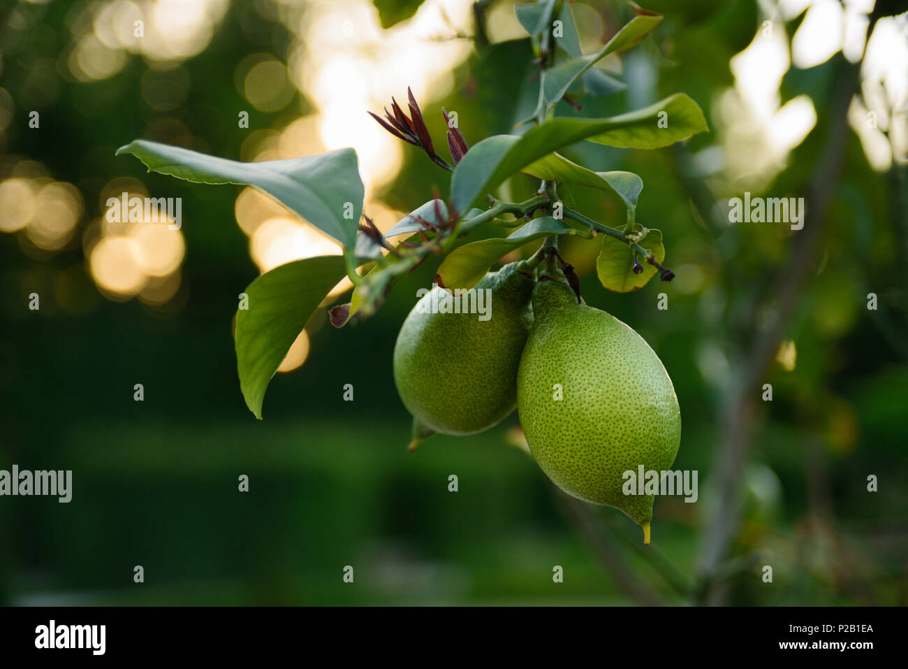 Lemon tree branch with lemons hi-res stock photography and images - Alamy