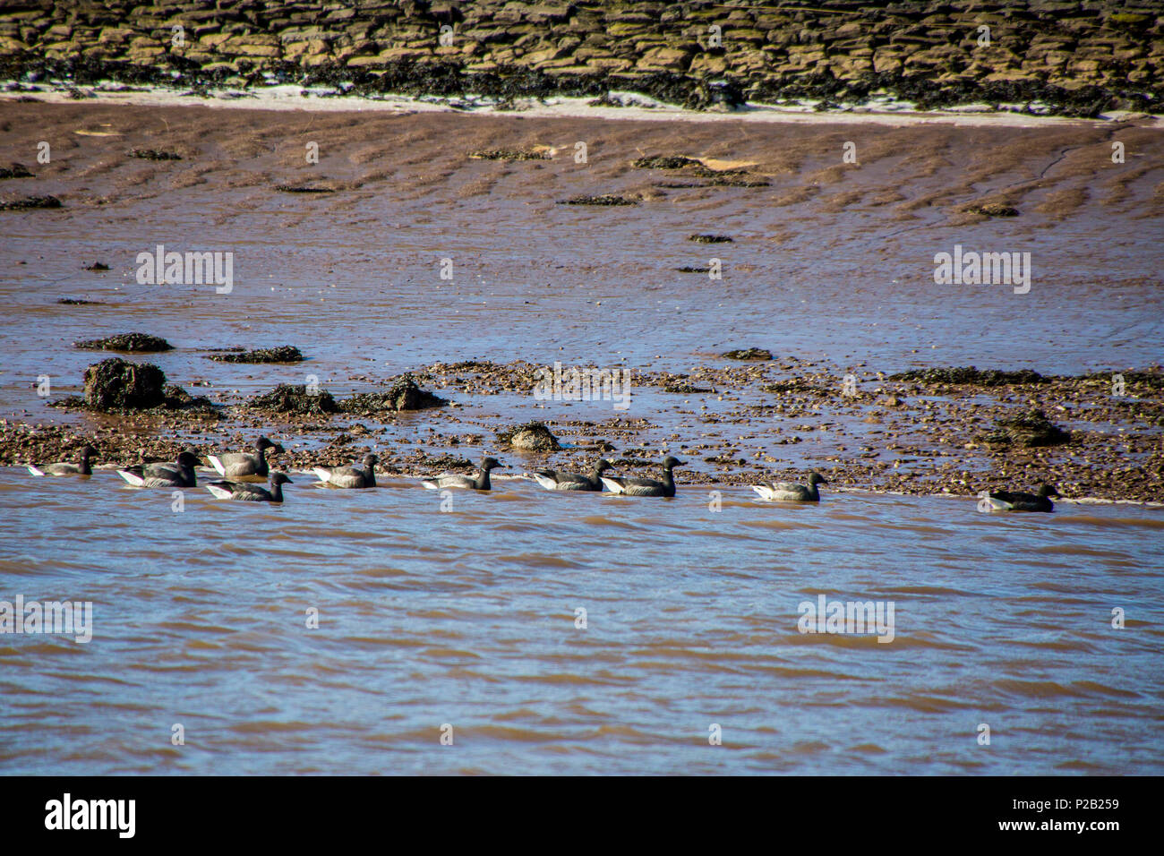 West of england goose hi-res stock photography and images - Alamy