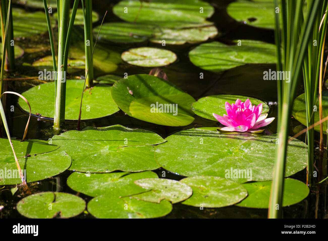 A beautiful pink lotus floats in the river Stock Photo - Alamy