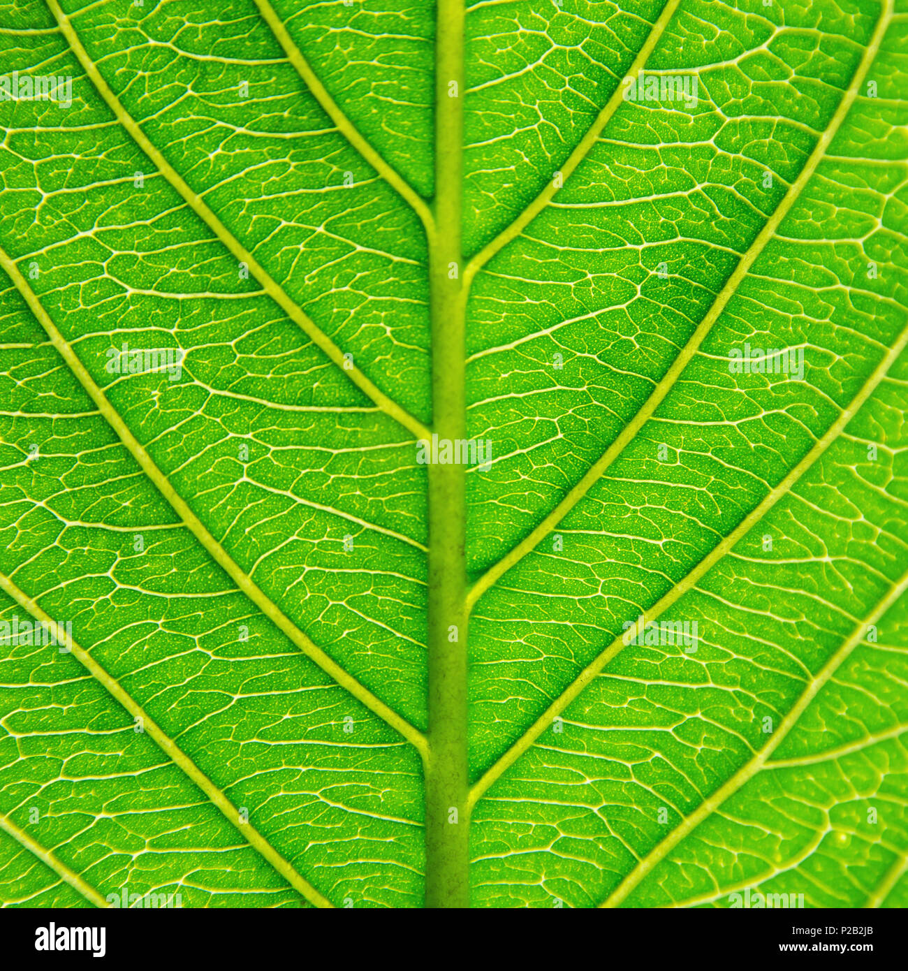 Macro of green leaves texture and structure of leaf fiber, Background ...