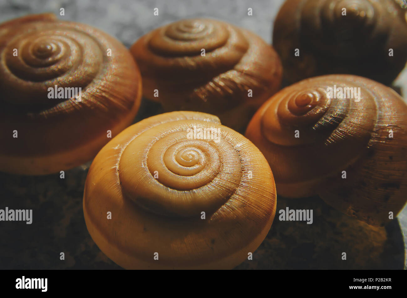 Macro of snail shell and structure of snail peel, Carcass of dead snail ...