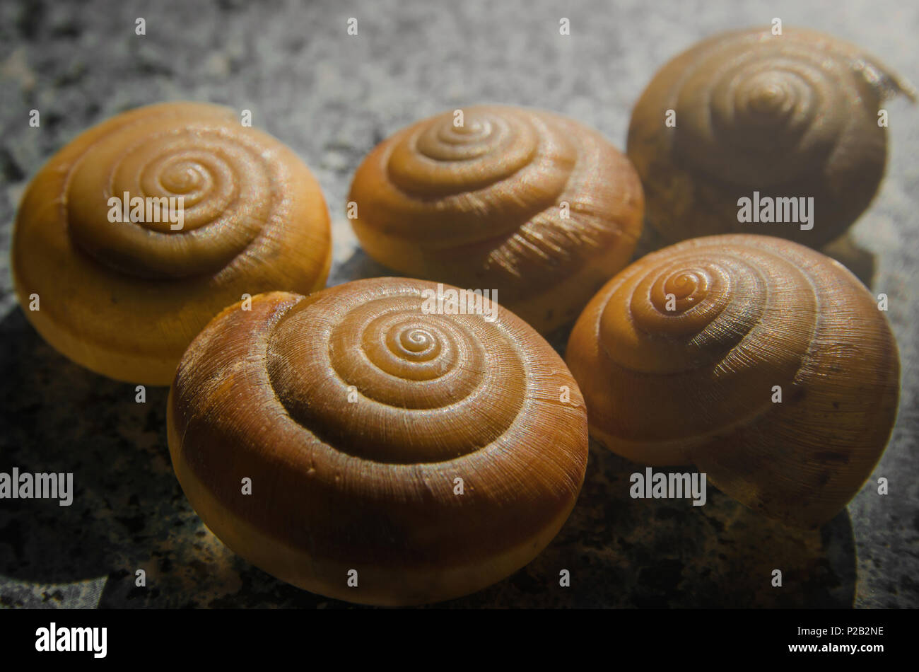Sea snail shell green hi-res stock photography and images - Alamy