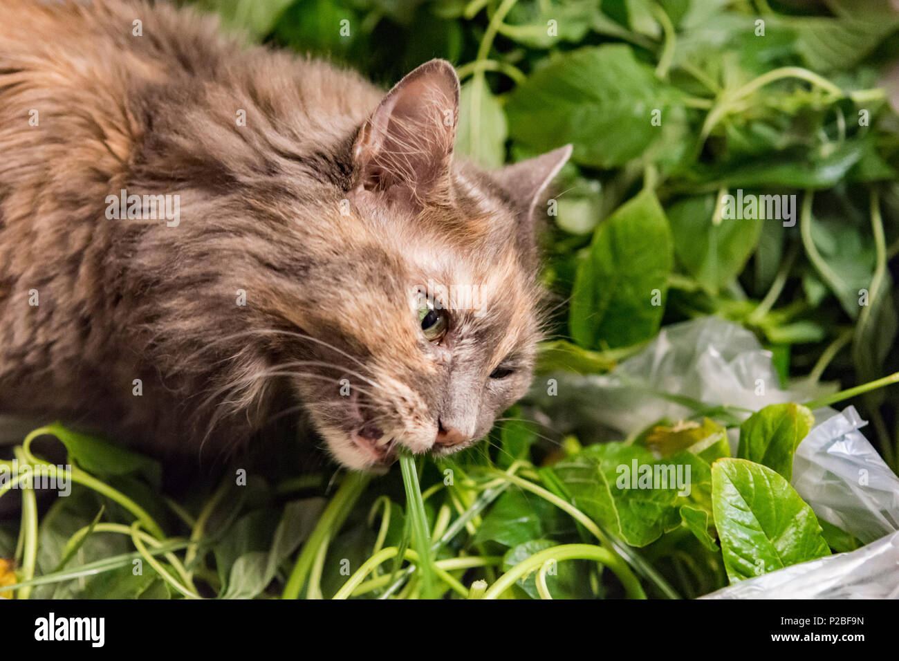 Cat eating catnip hi-res stock photography and images - Alamy