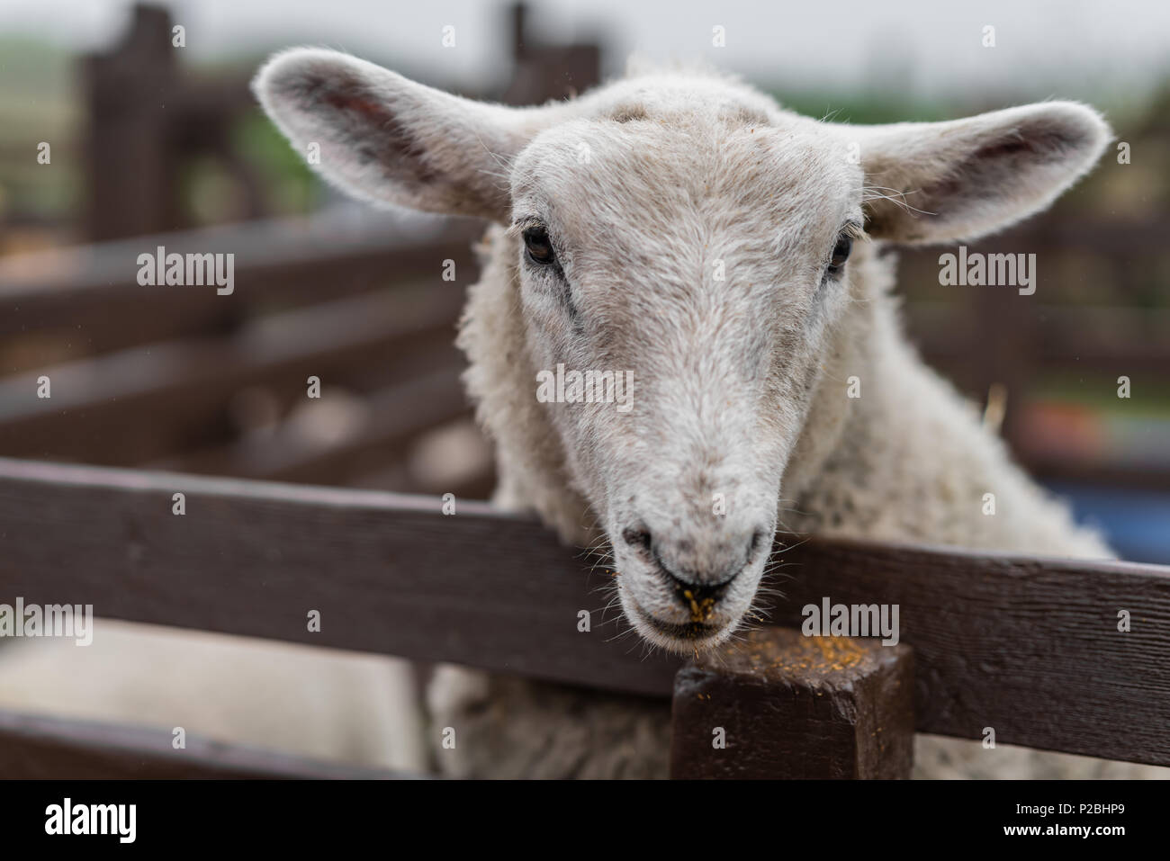 Sheep head through fence hi-res stock photography and images - Alamy