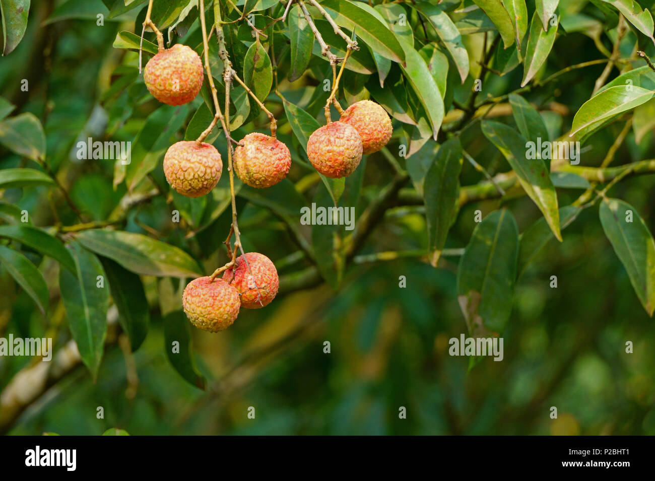 Lychee plant hi-res stock photography and images - Alamy