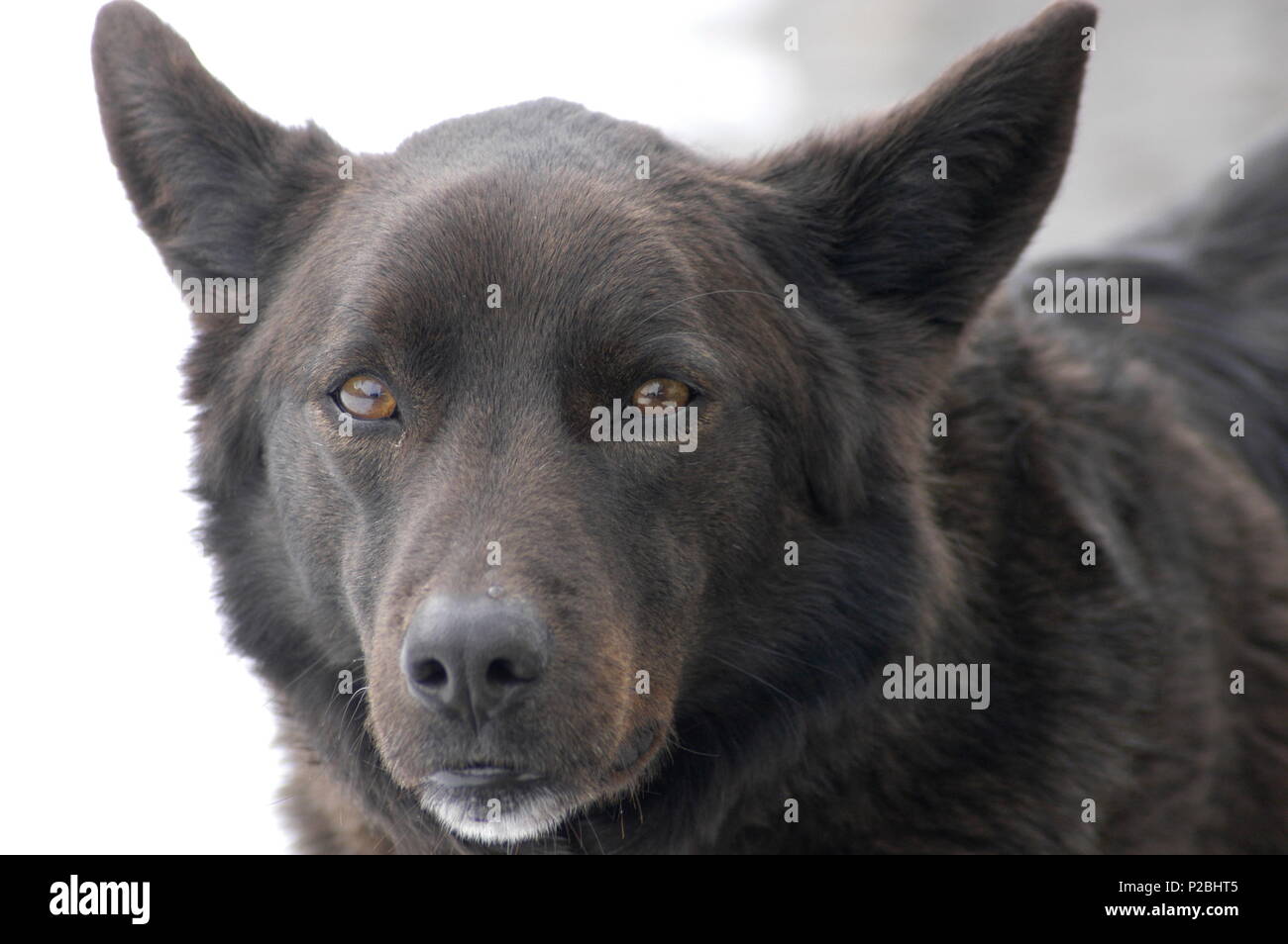 Portrait of black dog Stock Photo - Alamy