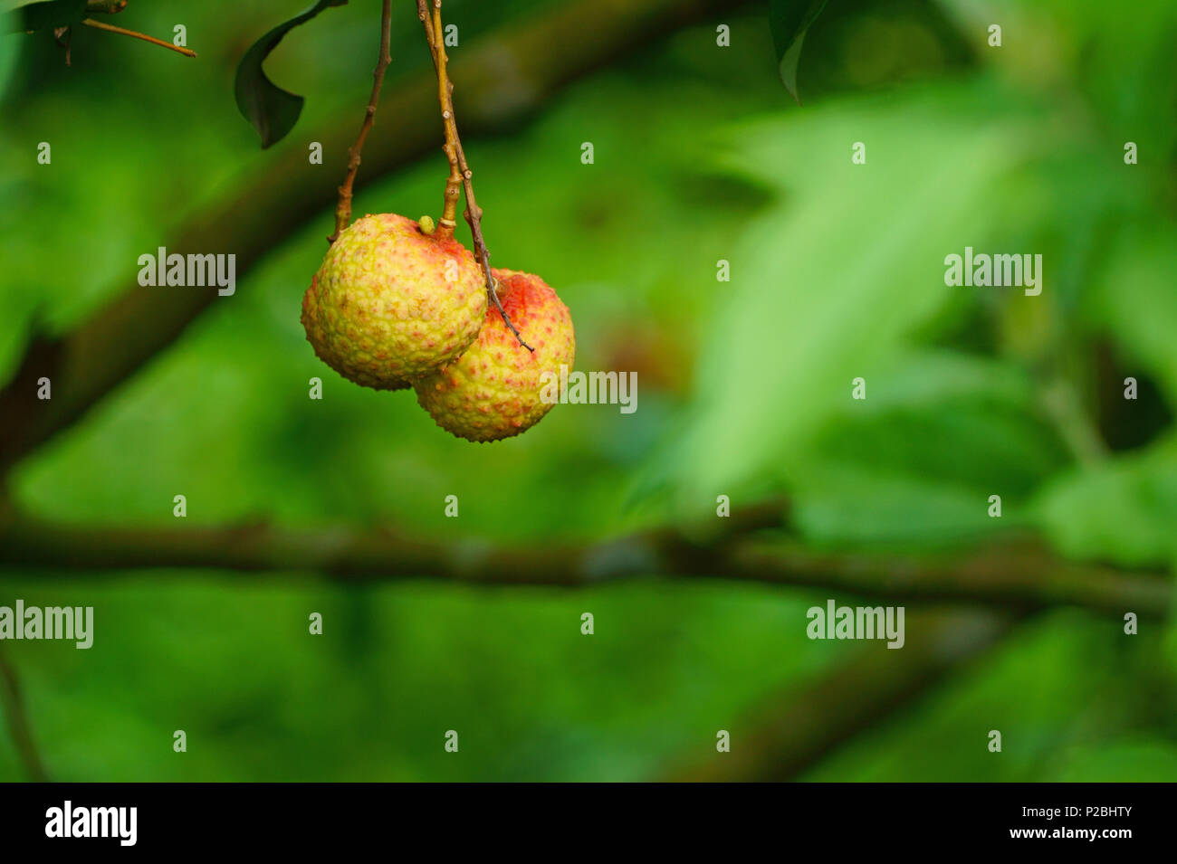 Fresh lychees on the tree Stock Photo - Alamy