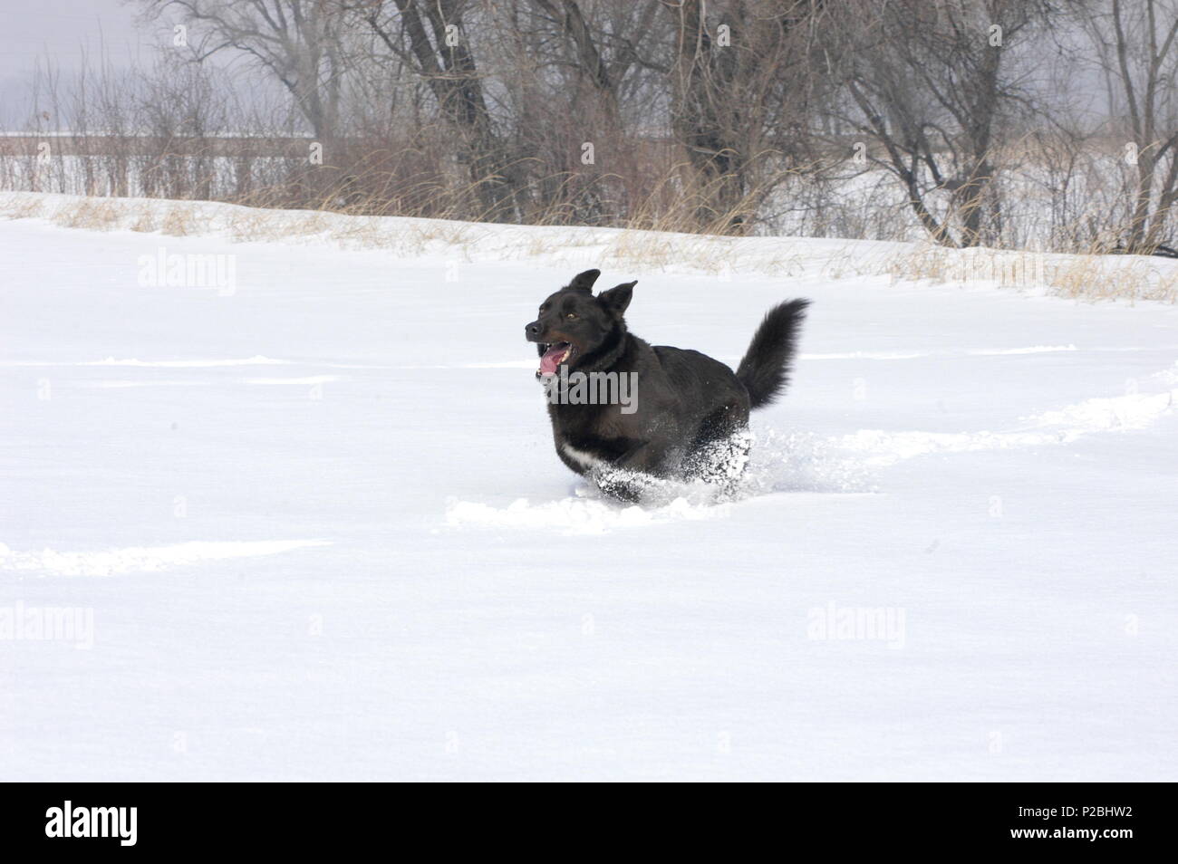 Smart black white dog hi-res stock photography and images - Alamy