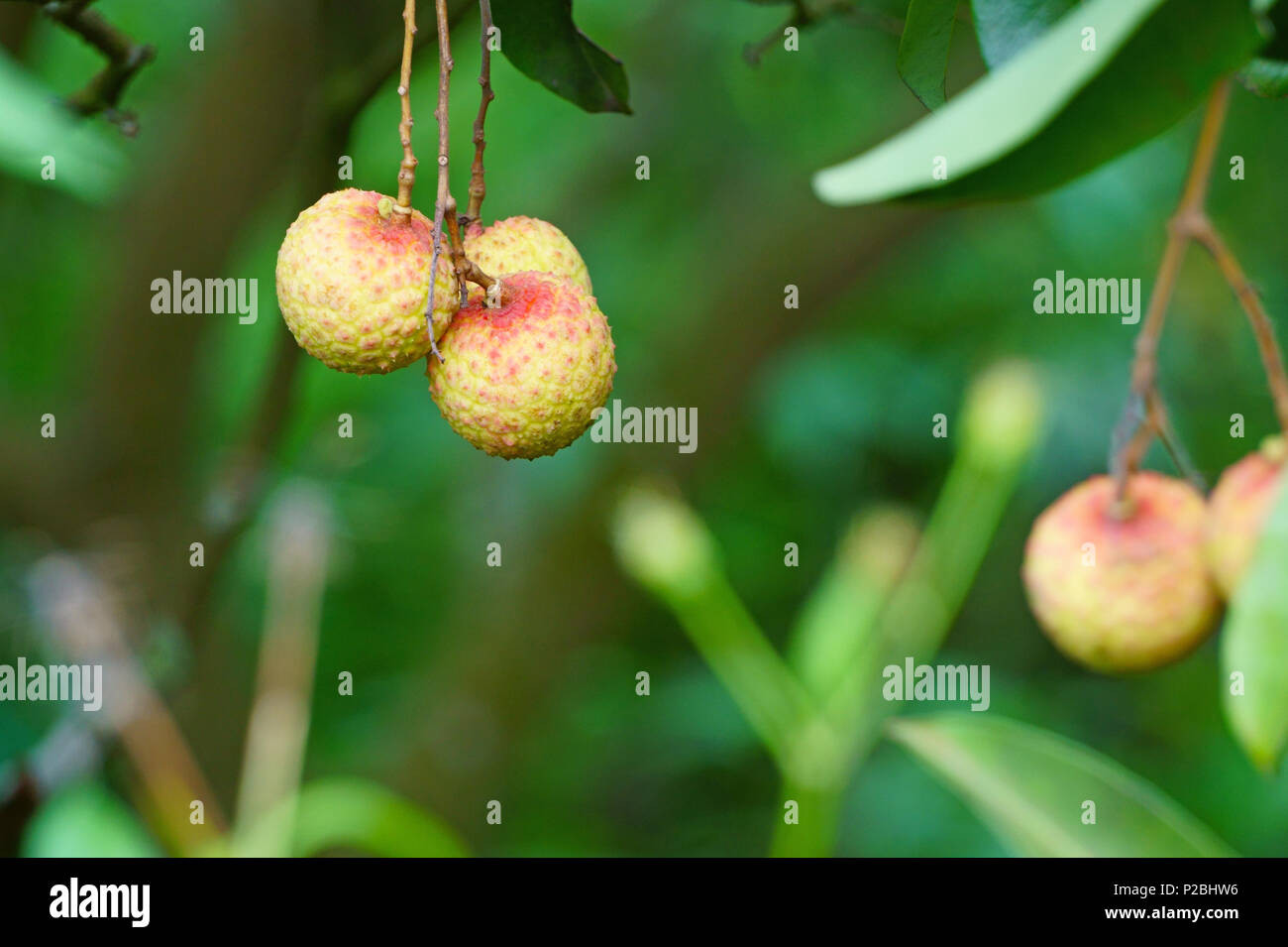 Lychee fruits hi-res stock photography and images - Alamy