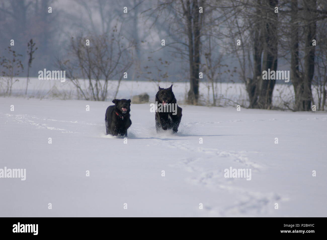 Running black dogs hi-res stock photography and images - Alamy