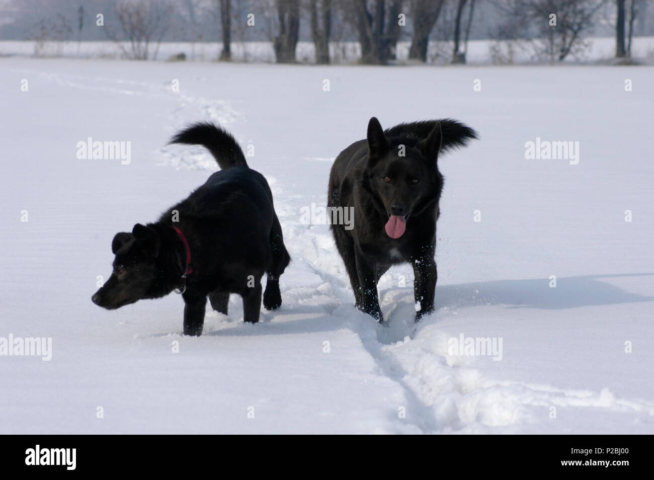 Two black dog on the snow field Stock Photo - Alamy