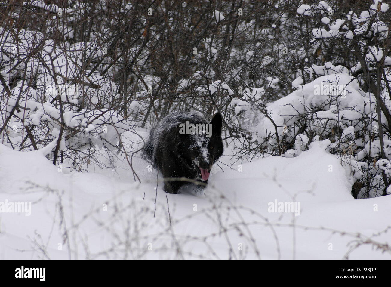 Black dog on snow Stock Photo - Alamy