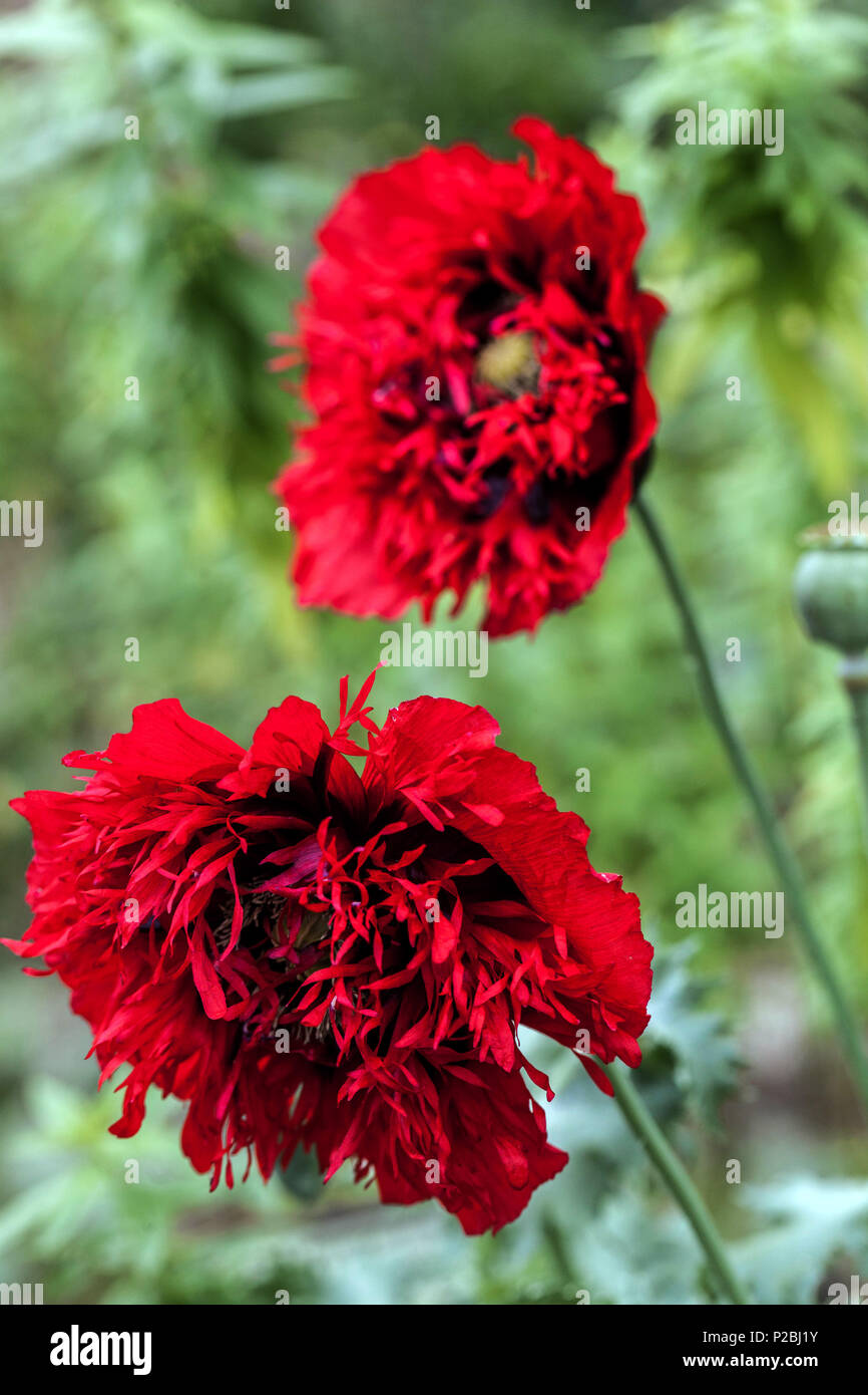 Red Papaver somniferum ´Double Raspberry´ Stock Photo - Alamy