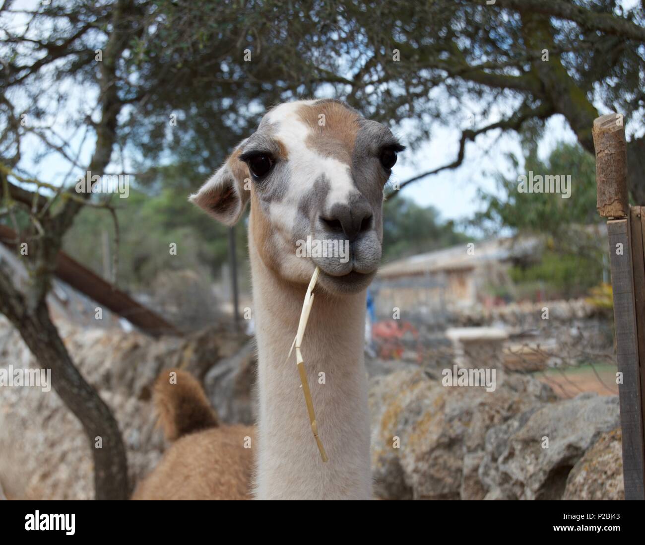 Funny lama hi-res stock photography and images - Alamy
