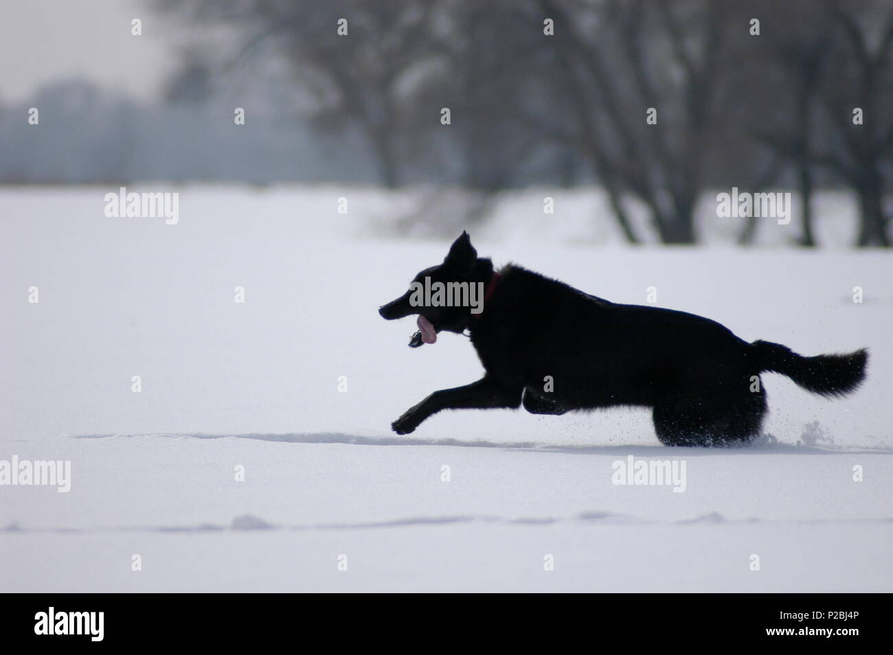 Black dog on snow Stock Photo - Alamy