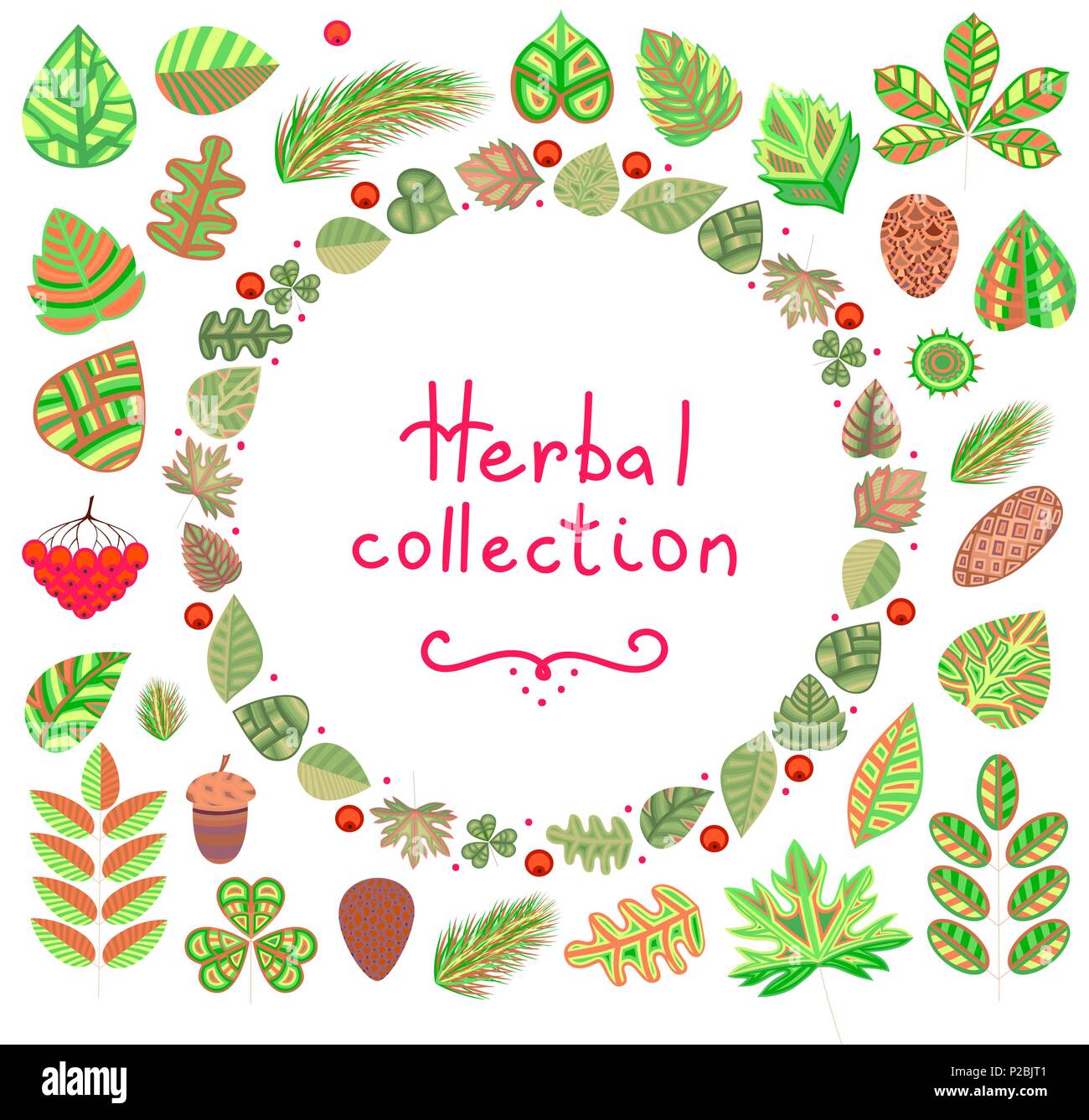 Viburnum herb Stock Vector Images - Alamy