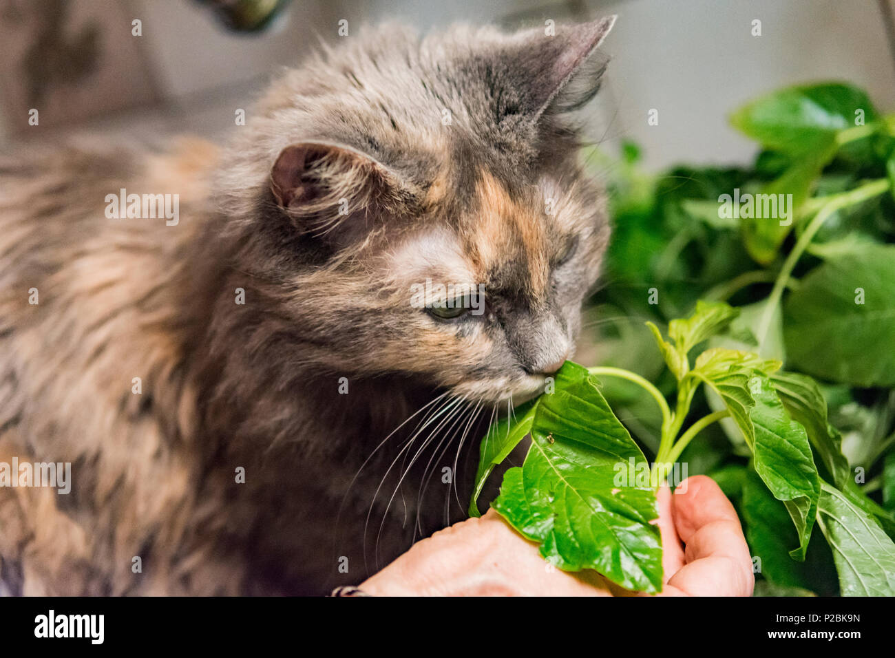Gray cat eating fresh grass hi-res stock photography and images - Alamy