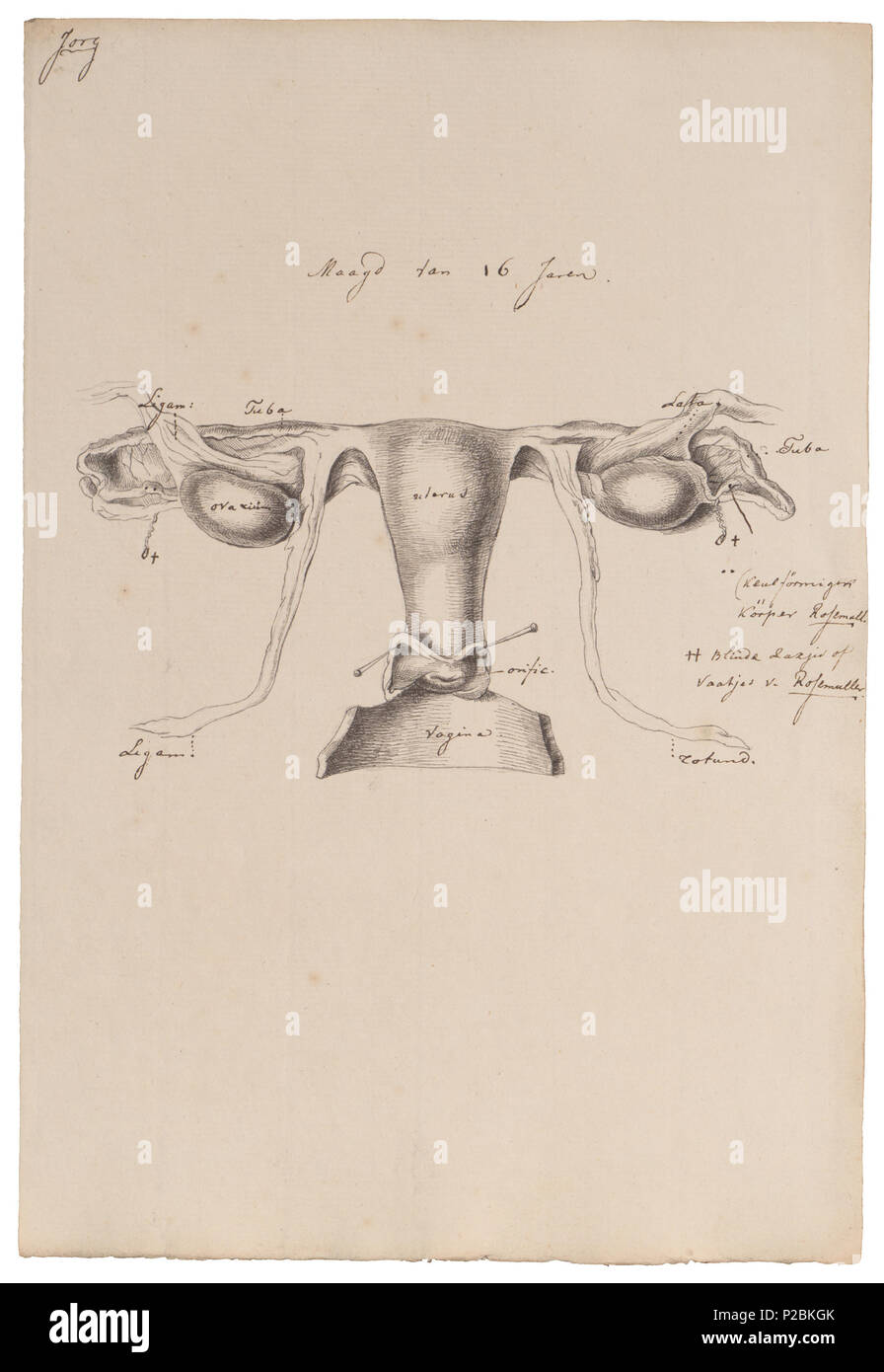 Female reproductive system diagram hi-res stock photography and images ...