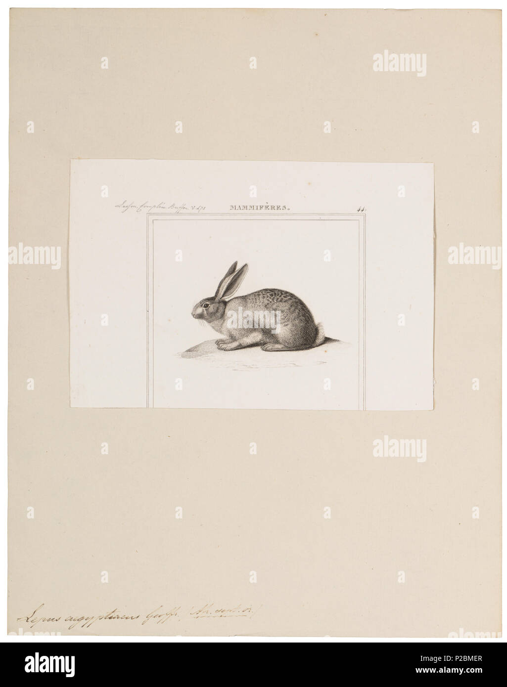 Lepus aegyptiacus hi-res stock photography and images - Alamy