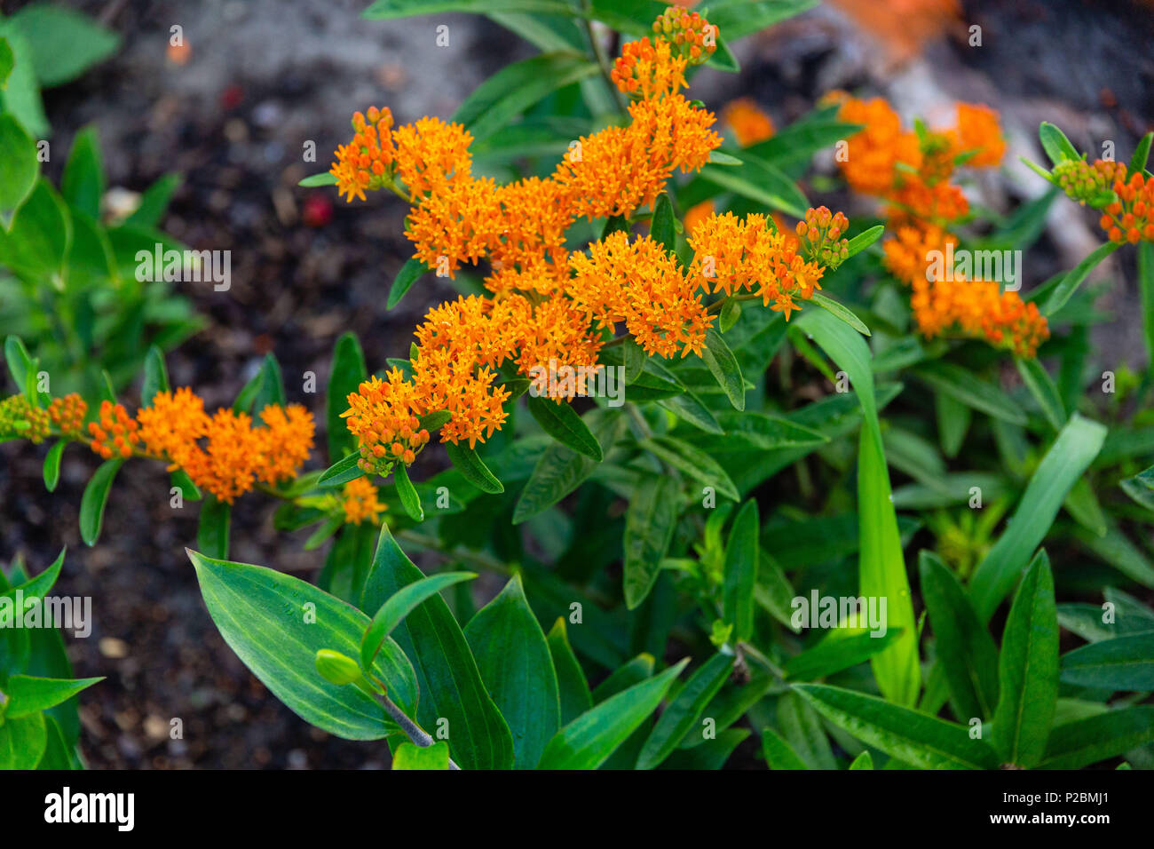 Wide Shot Butterfly High Resolution Stock Photography and Images - Alamy
