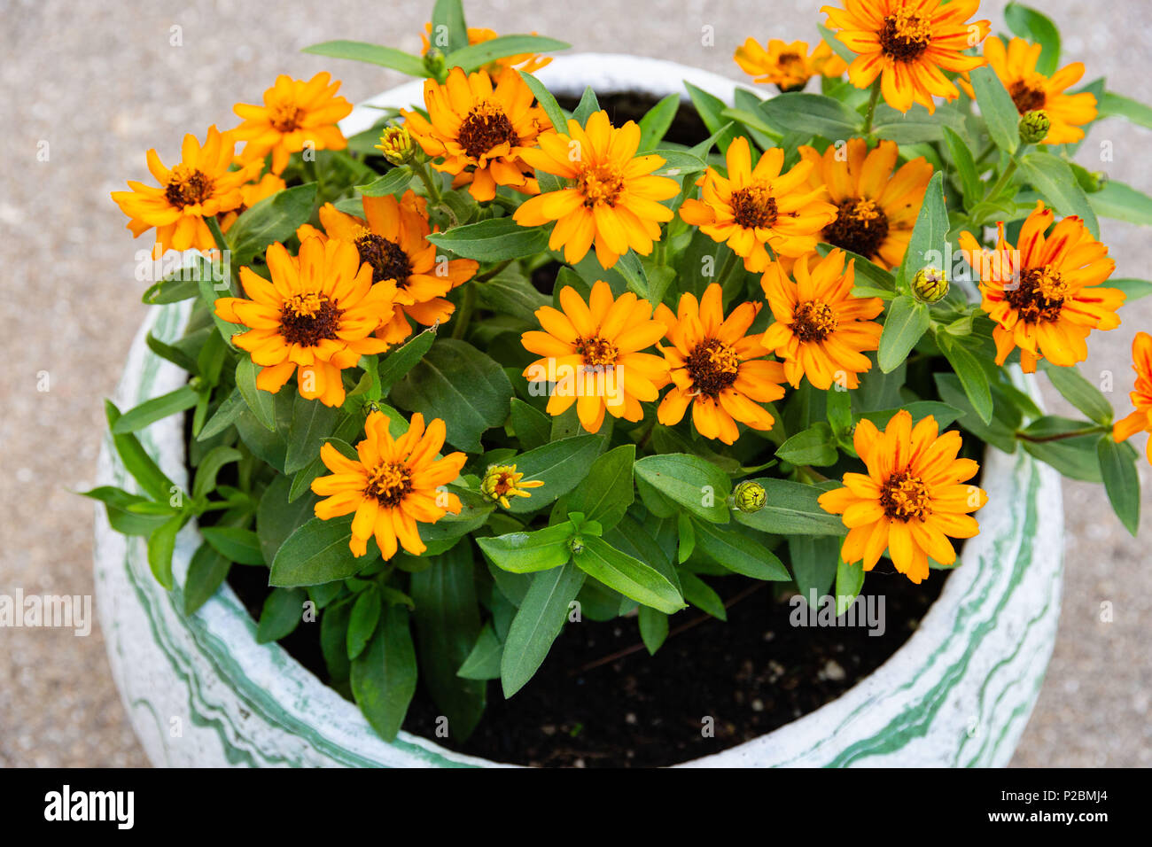 Flower pot full of flowers hi-res stock photography and images - Alamy