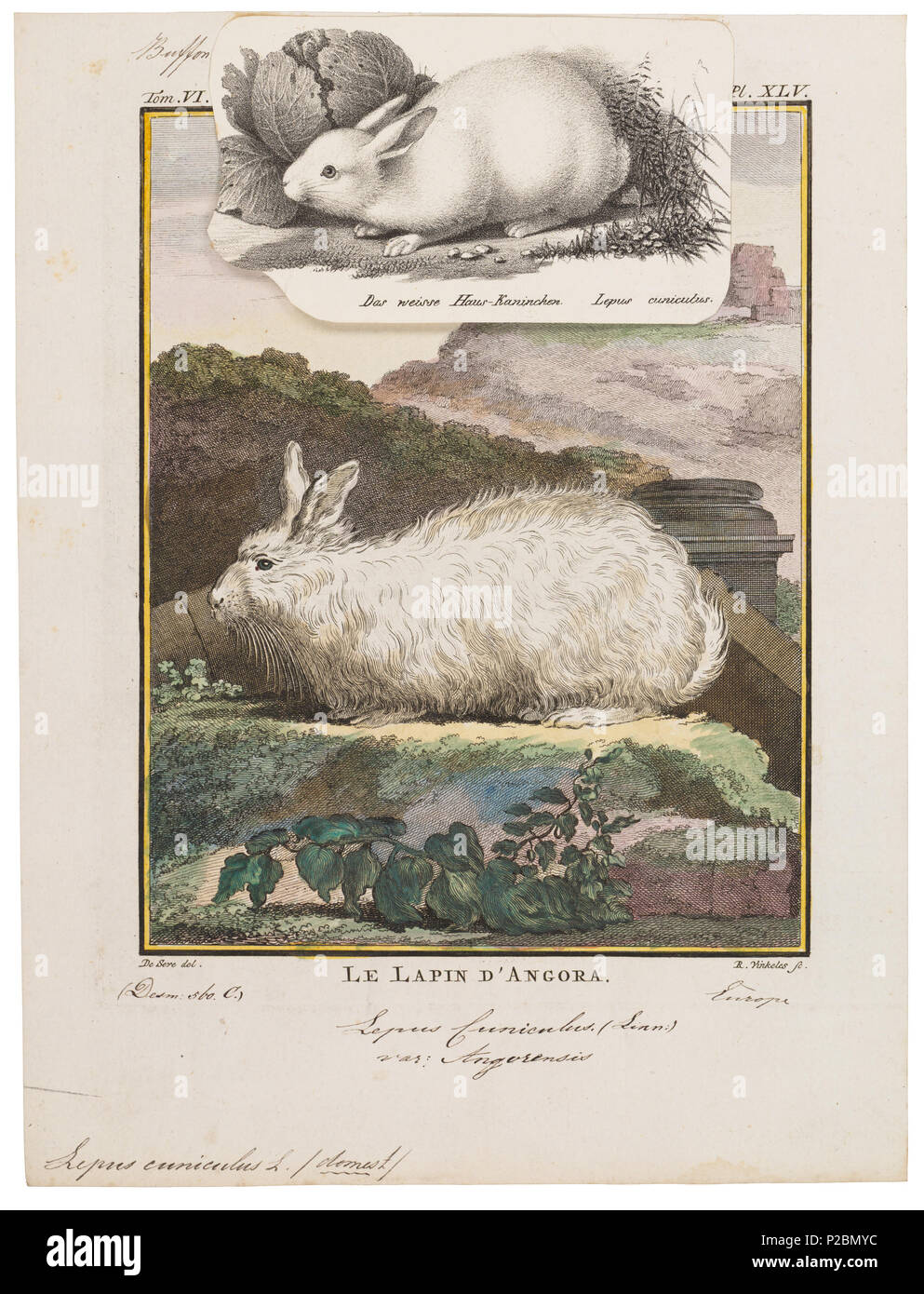 . Lepus cuniculus . between 1700 and 1880 UBA01 IZ20600244-y, 10-09-09 ...