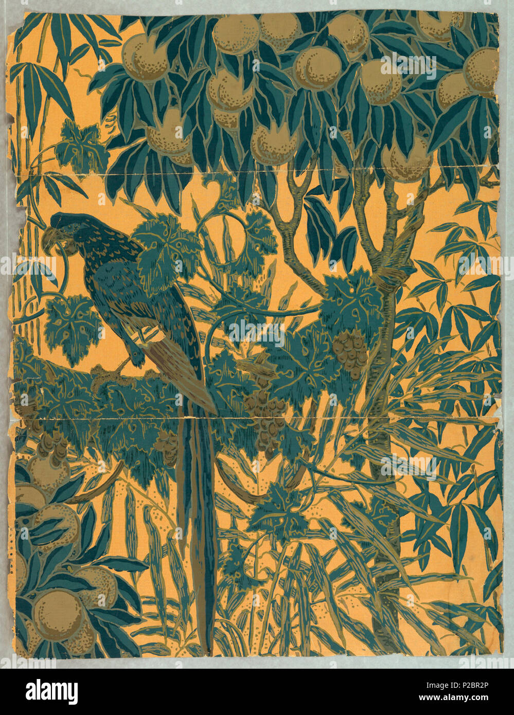 . English: Sidewall, Macaw, 1908 . English: Macaw perched on a ...