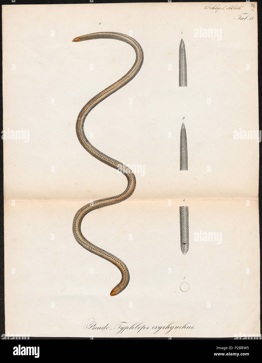 N typhlops hi-res stock photography and images - Alamy