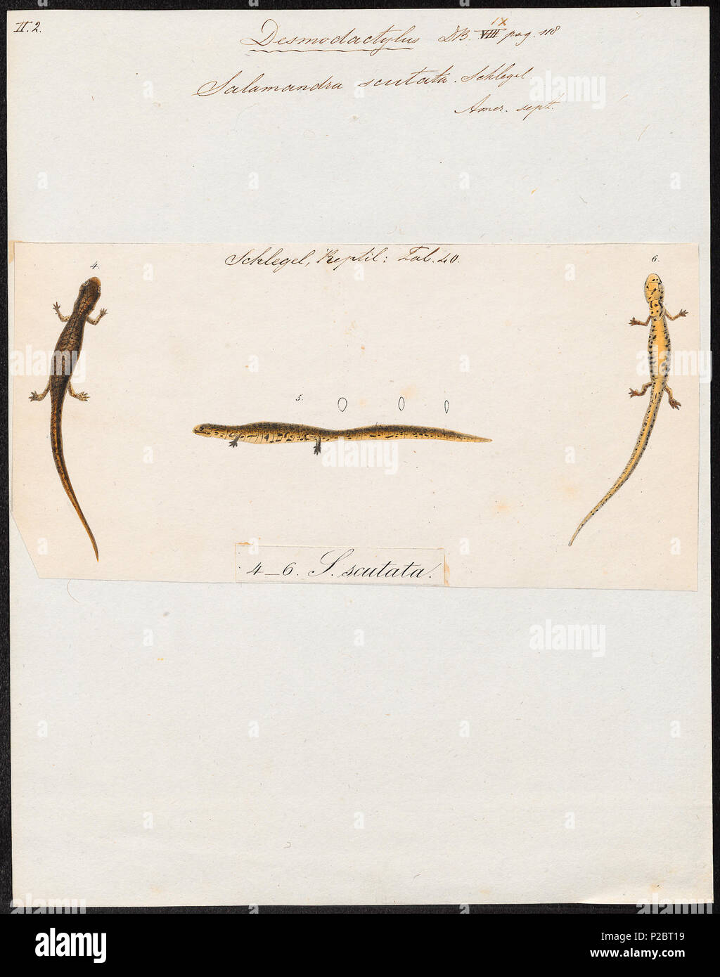 Salamandra scutata hi-res stock photography and images - Alamy