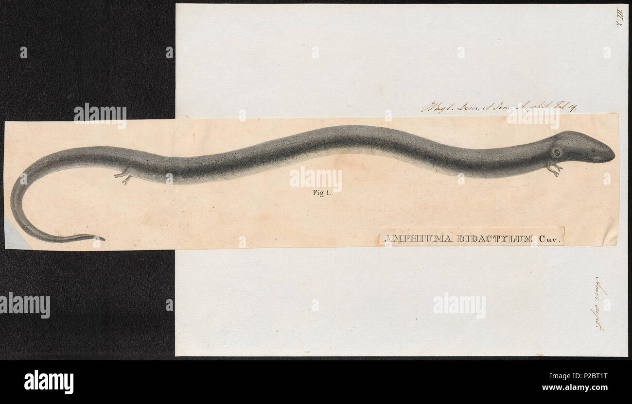 Amphiuma hi-res stock photography and images - Alamy