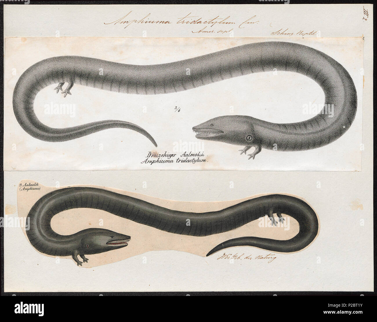 Amphiuma tridactylum hi-res stock photography and images - Alamy