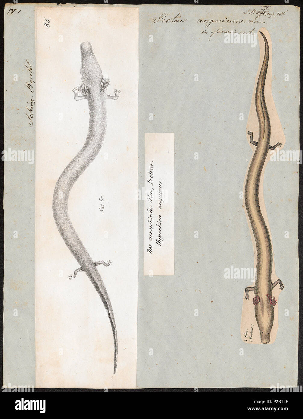 Proteus anguinus hi-res stock photography and images - Alamy