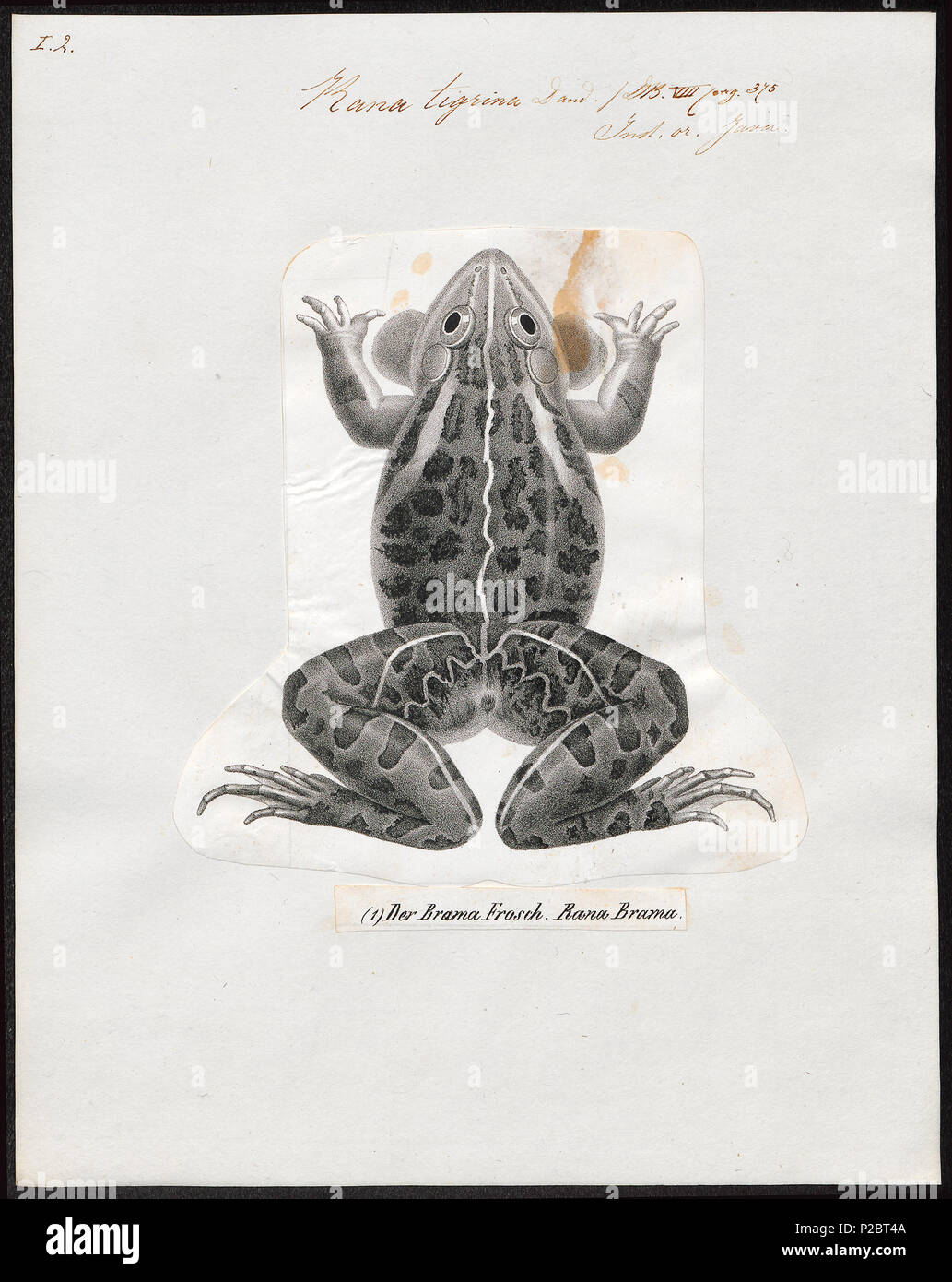Rana tigrina hi-res stock photography and images - Alamy