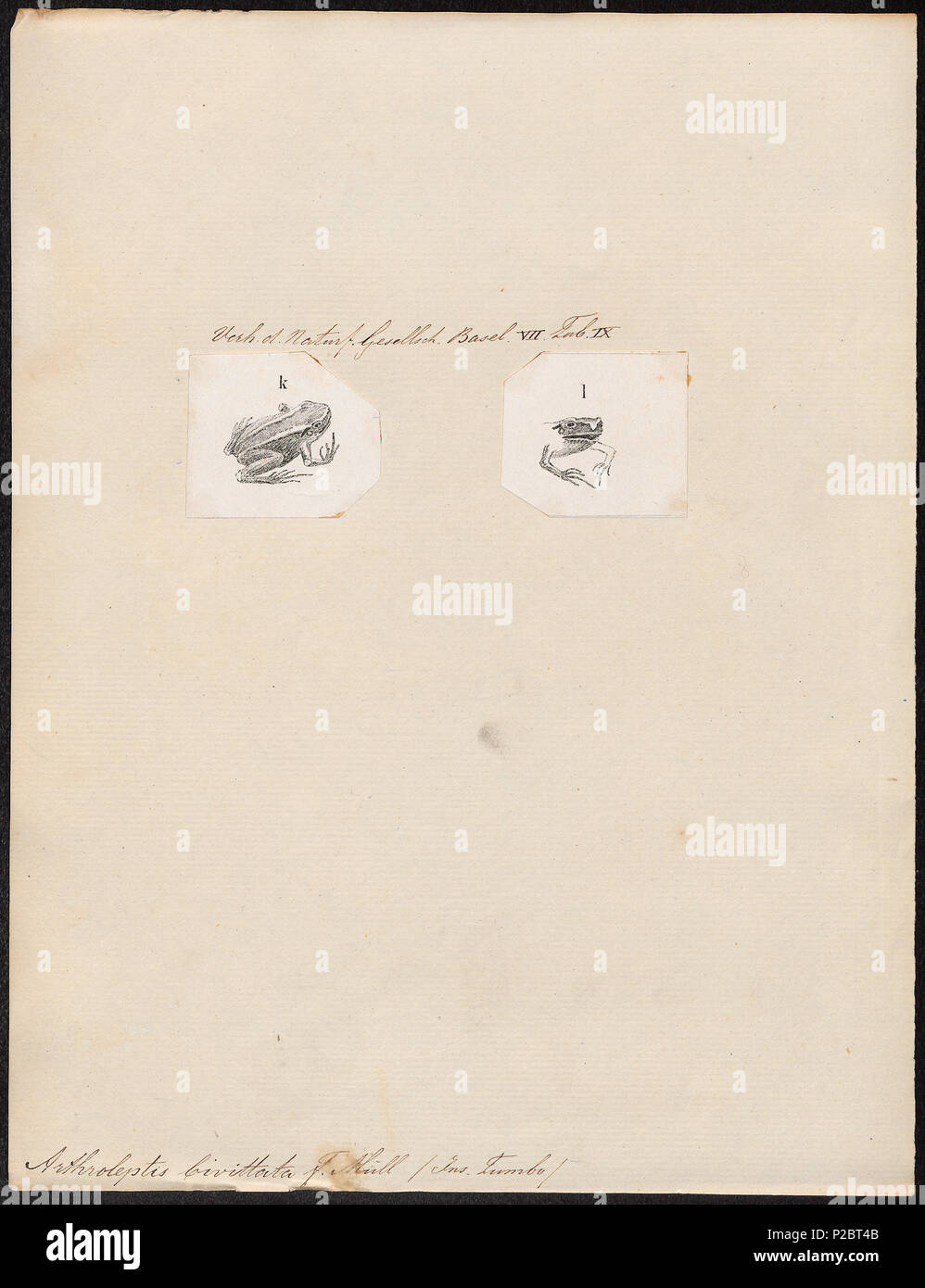 Arthroleptis bivittata hi-res stock photography and images - Alamy