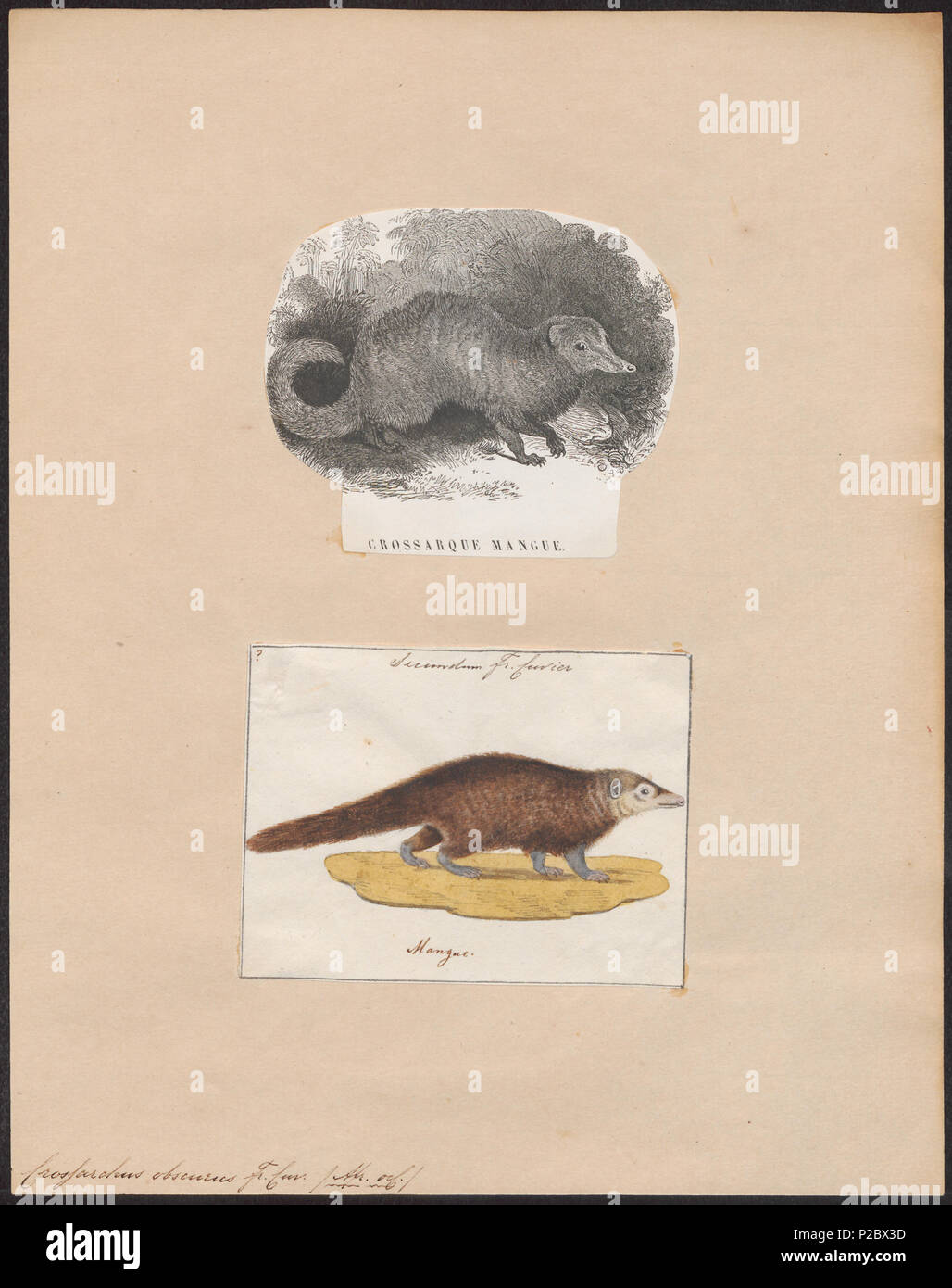 . Crossarchus obscurus . between 1700 and 1880 71 Crossarchus obscurus ...