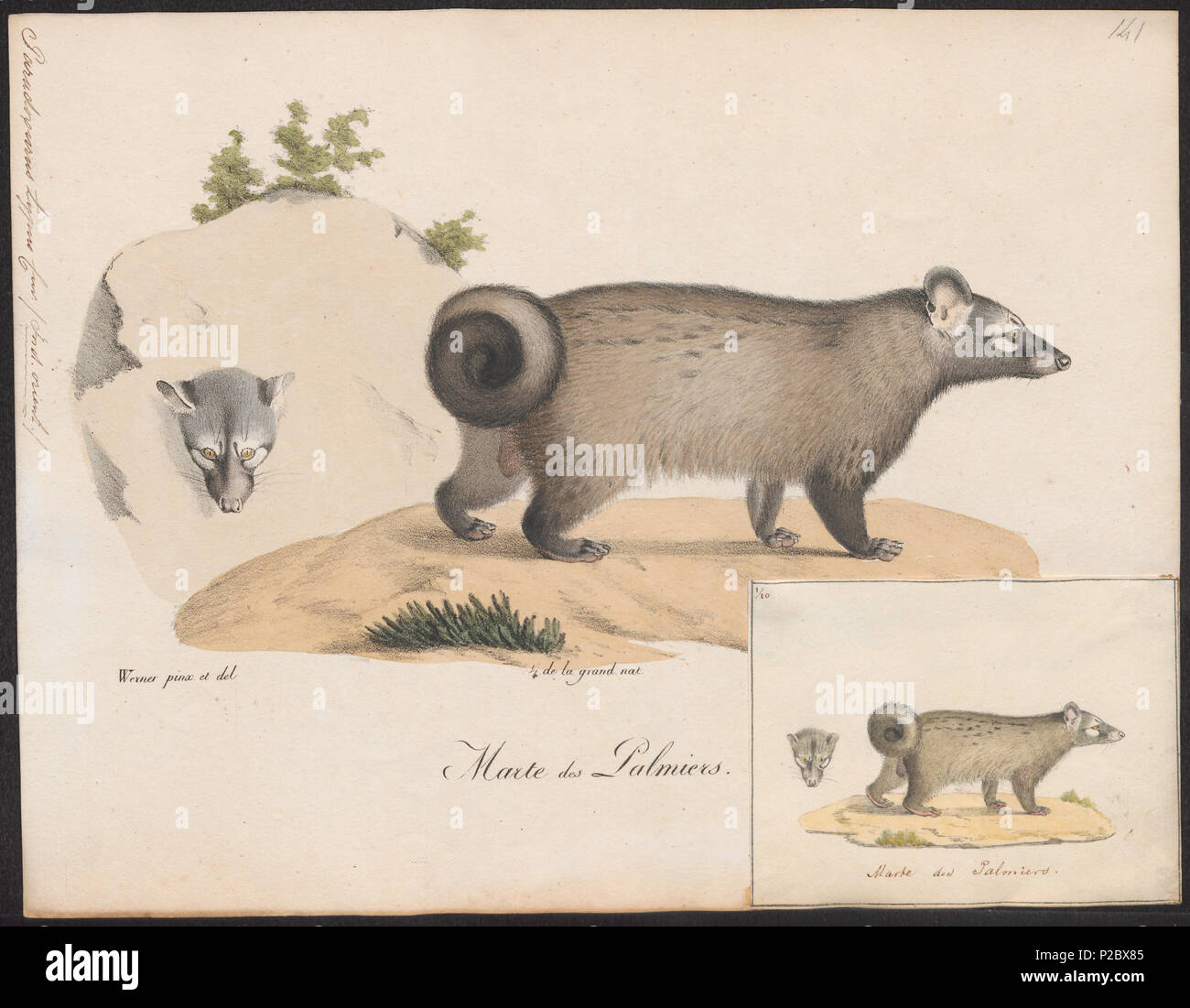 . Paradoxurus typus . between 1700 and 1880 216 Paradoxurus typus ...