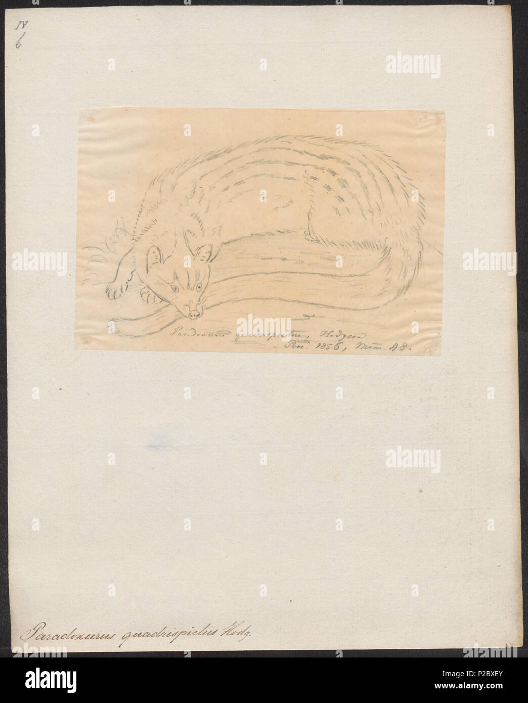 . Paradoxurus quadrispictus . between 1700 and 1880 216 Paradoxurus ...