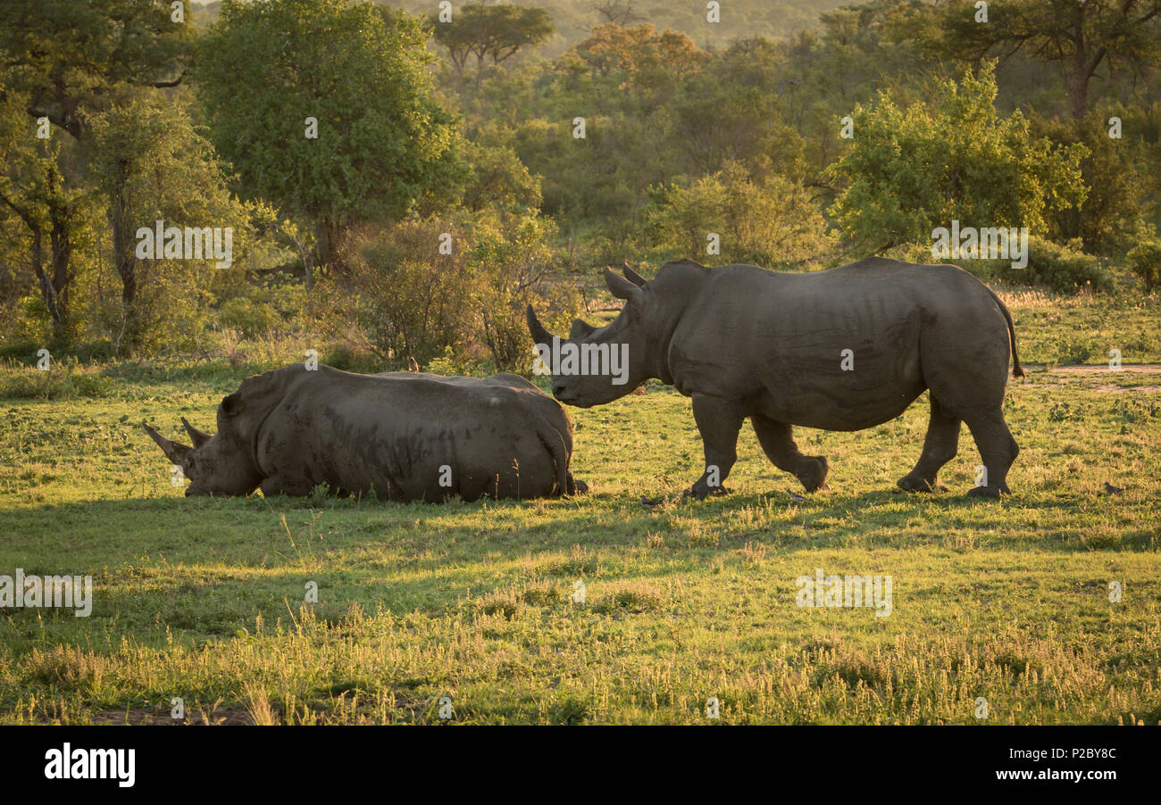 Rhinoceros silhouette hi-res stock photography and images - Alamy