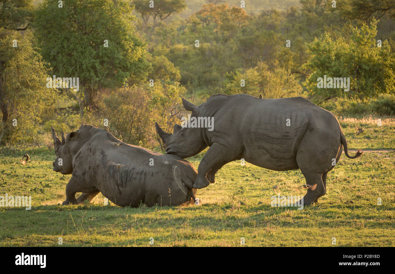 Male and female White Rhino in beautiful golden back light Stock Photo ...