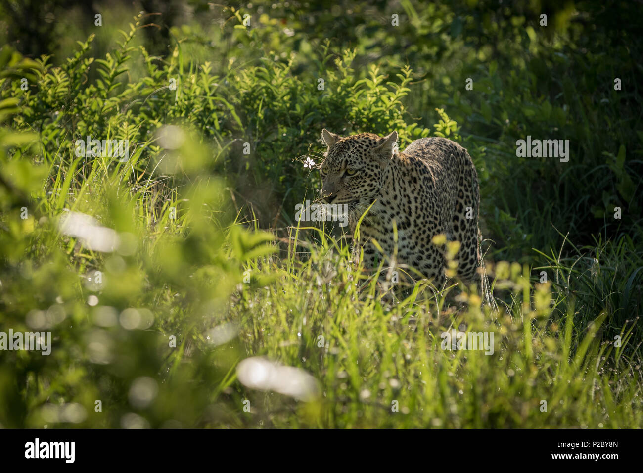 Most beautiful leopard hi-res stock photography and images - Alamy