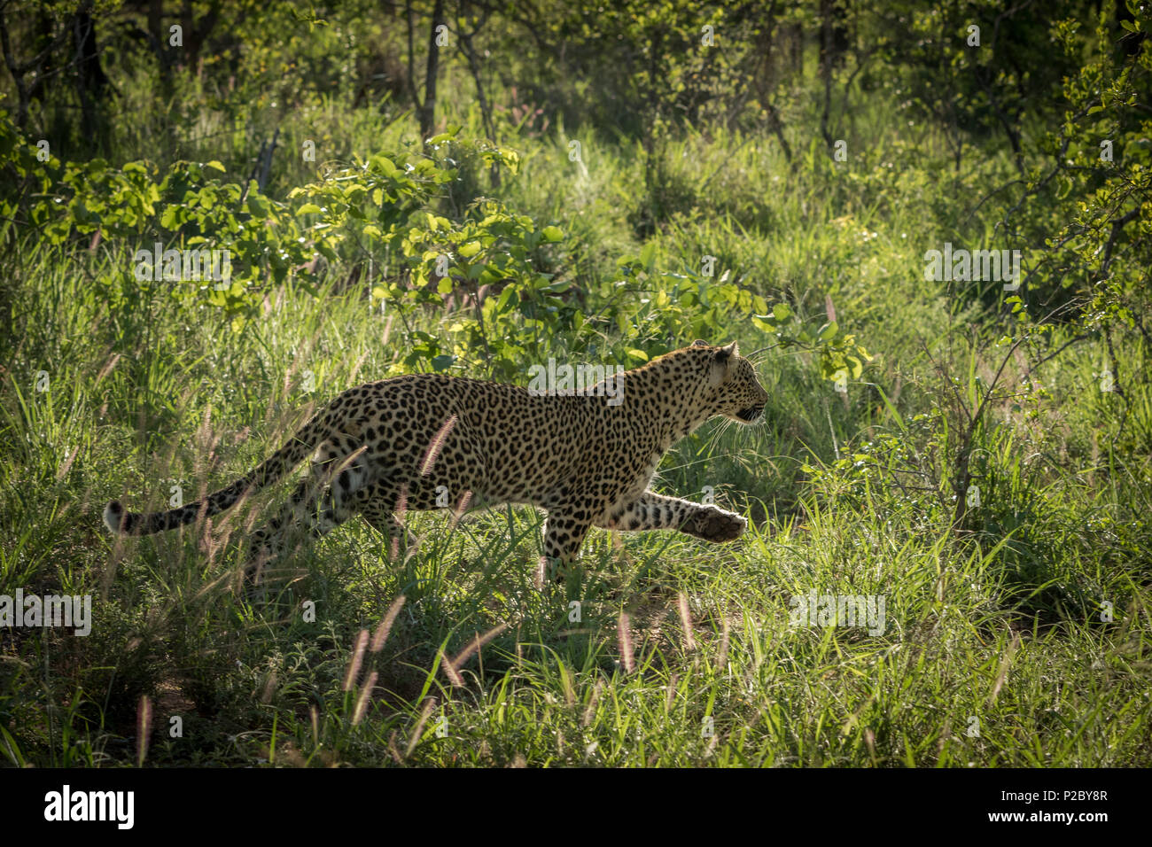 Leopard hunting in the early morning hours Stock Photo - Alamy