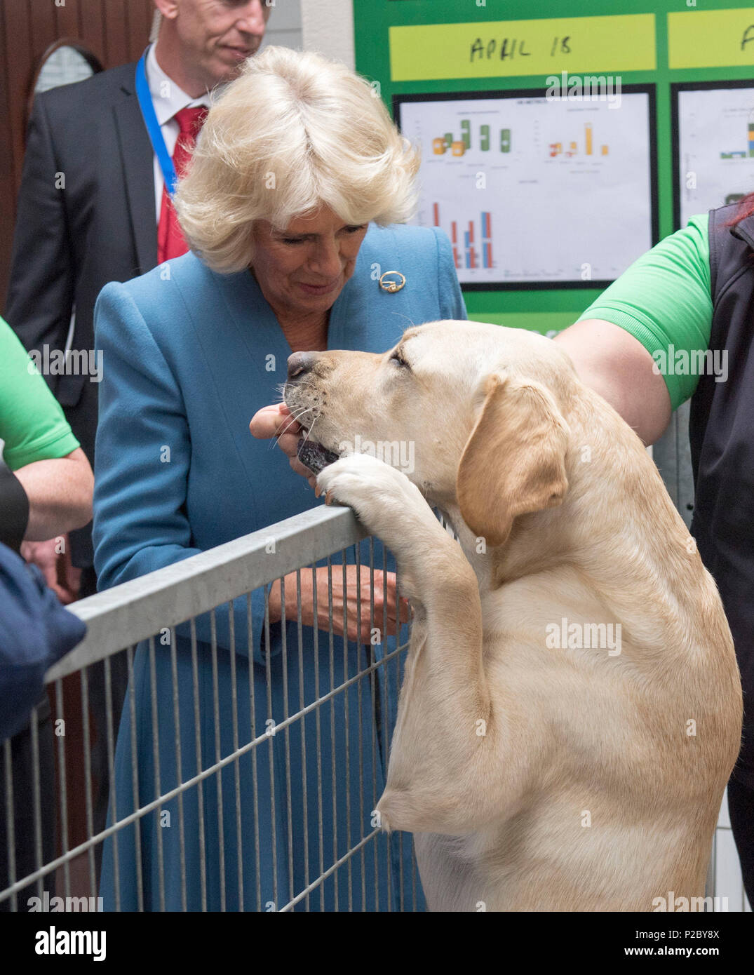 The Duchess of Cornwall visits the National Guide Dogs Training Centre ...