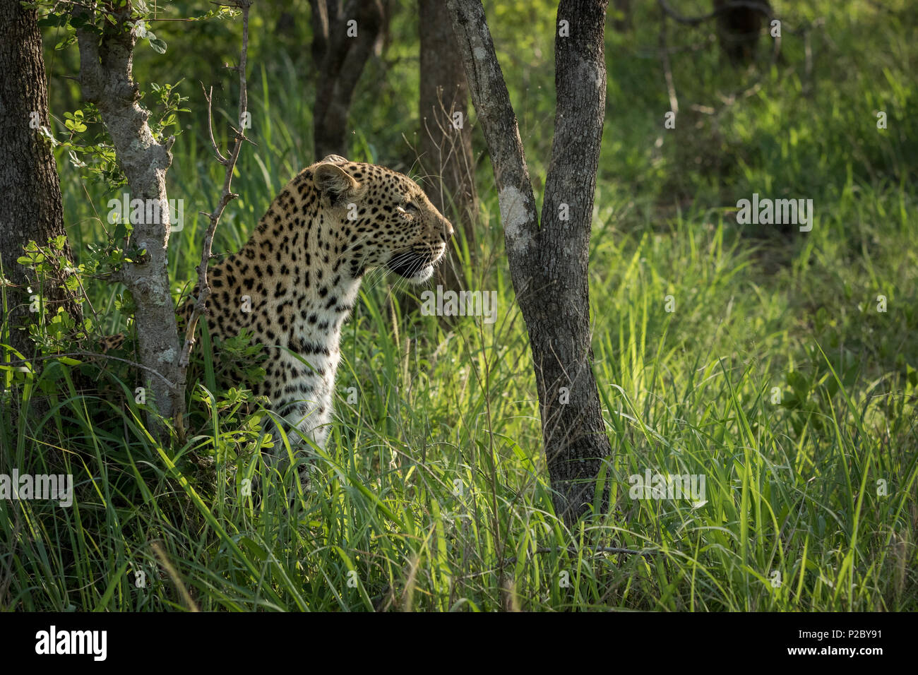 Side view of a beautiful female leopard that is busy searching for prey ...