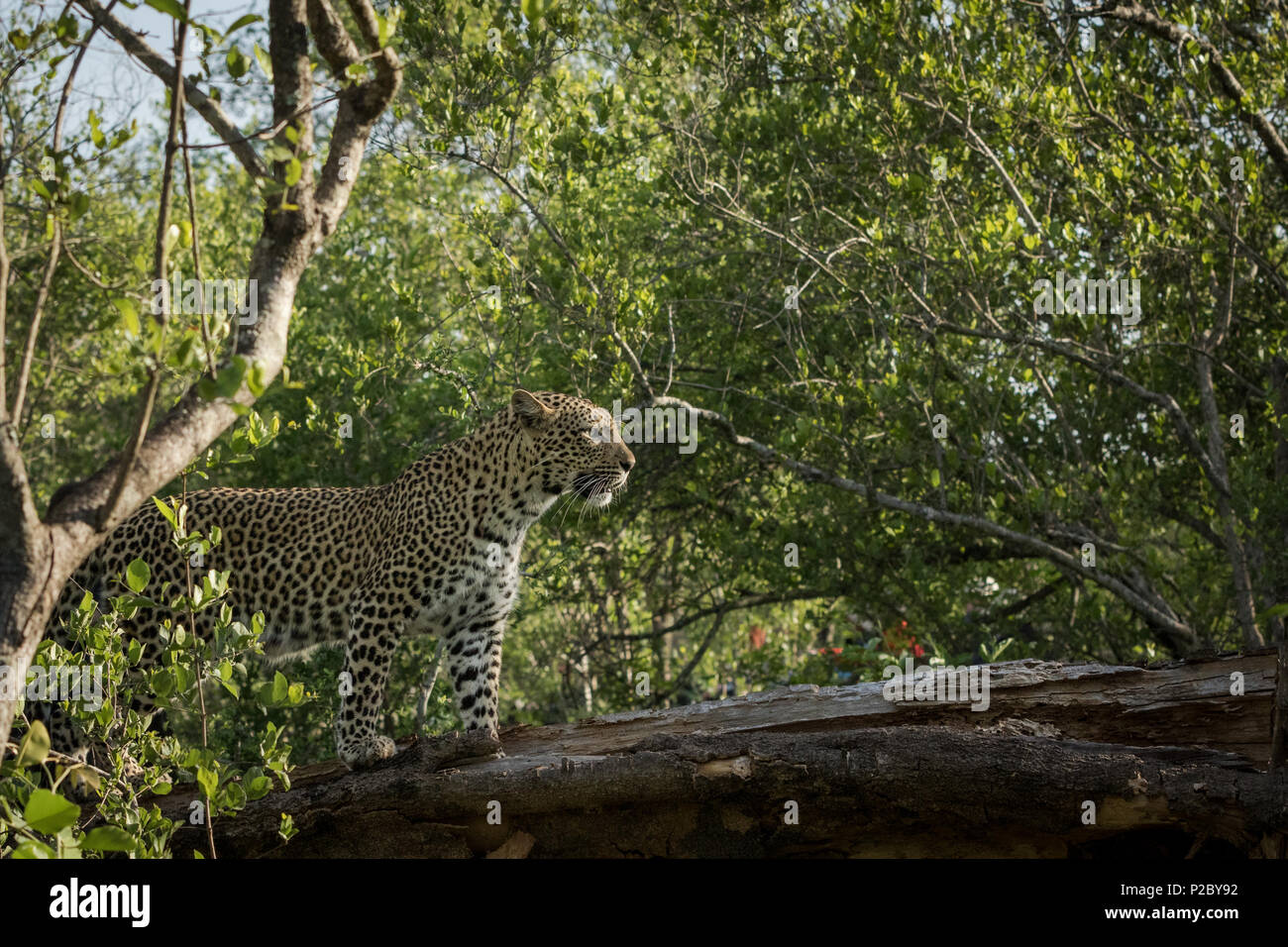 Adult female leopard standing on a branch in search of her next meal ...