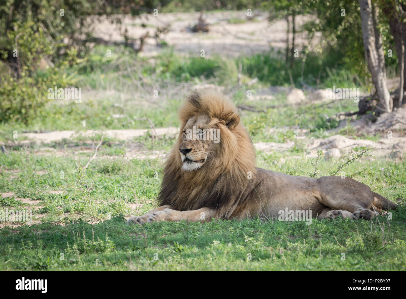 Gorgeous male lion laying under a tree Stock Photo - Alamy